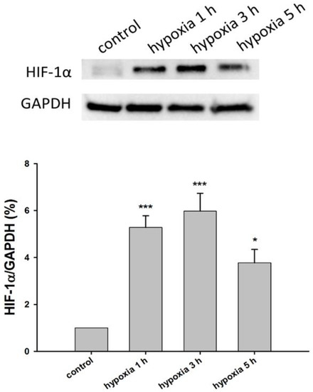 Platelet Lysate Therapy Attenuates Hypoxia Induced Apoptosis in Human ...