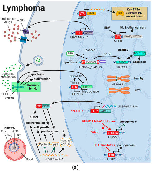 HERVs and Cancer—A Comprehensive Review of the Relationship of Human ...