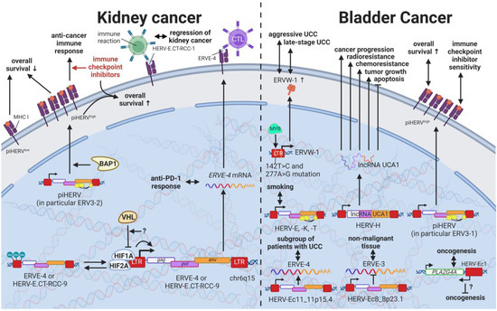 HERVs and Cancer—A Comprehensive Review of the Relationship of Human ...