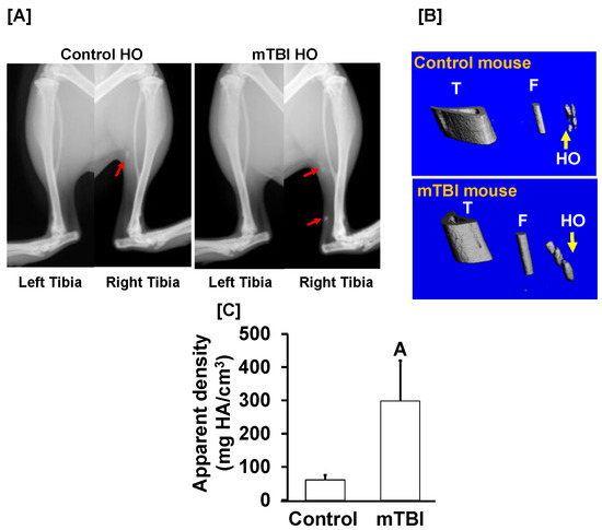 Development of an Animal Model for Traumatic Brain Injury Augmentation ...