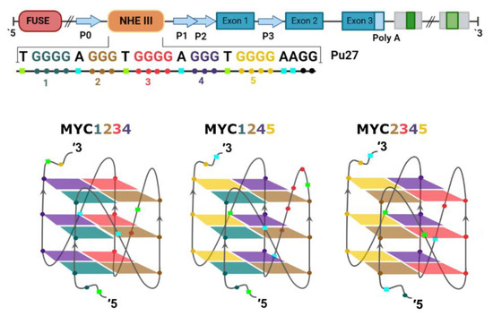 Biomedicines | Free Full-Text | G-Quadruplexes in c-MYC Promoter as Targets for Cancer Therapy