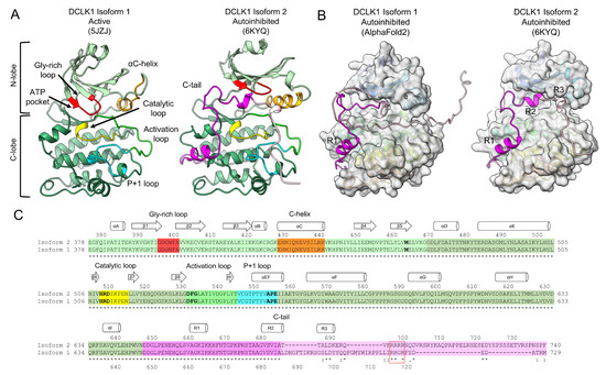 Structure-Guided Prediction of the Functional Impact of DCLK1 Mutations ...