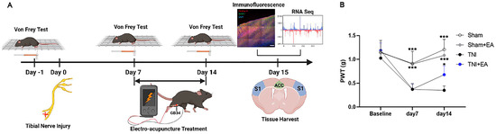 Biomedicines | Free Full-Text | Electroacupuncture Induces Bilateral S1 ...