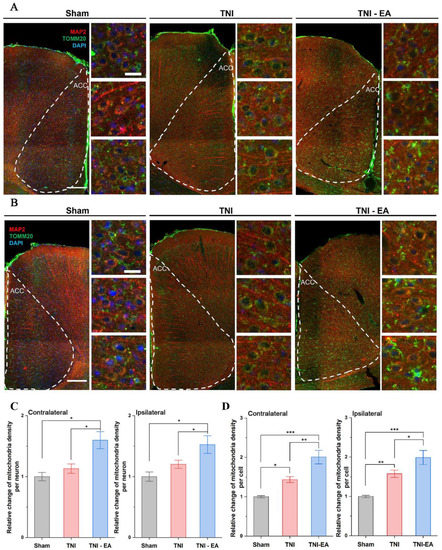 Biomedicines | Free Full-Text | Electroacupuncture Induces Bilateral S1 ...