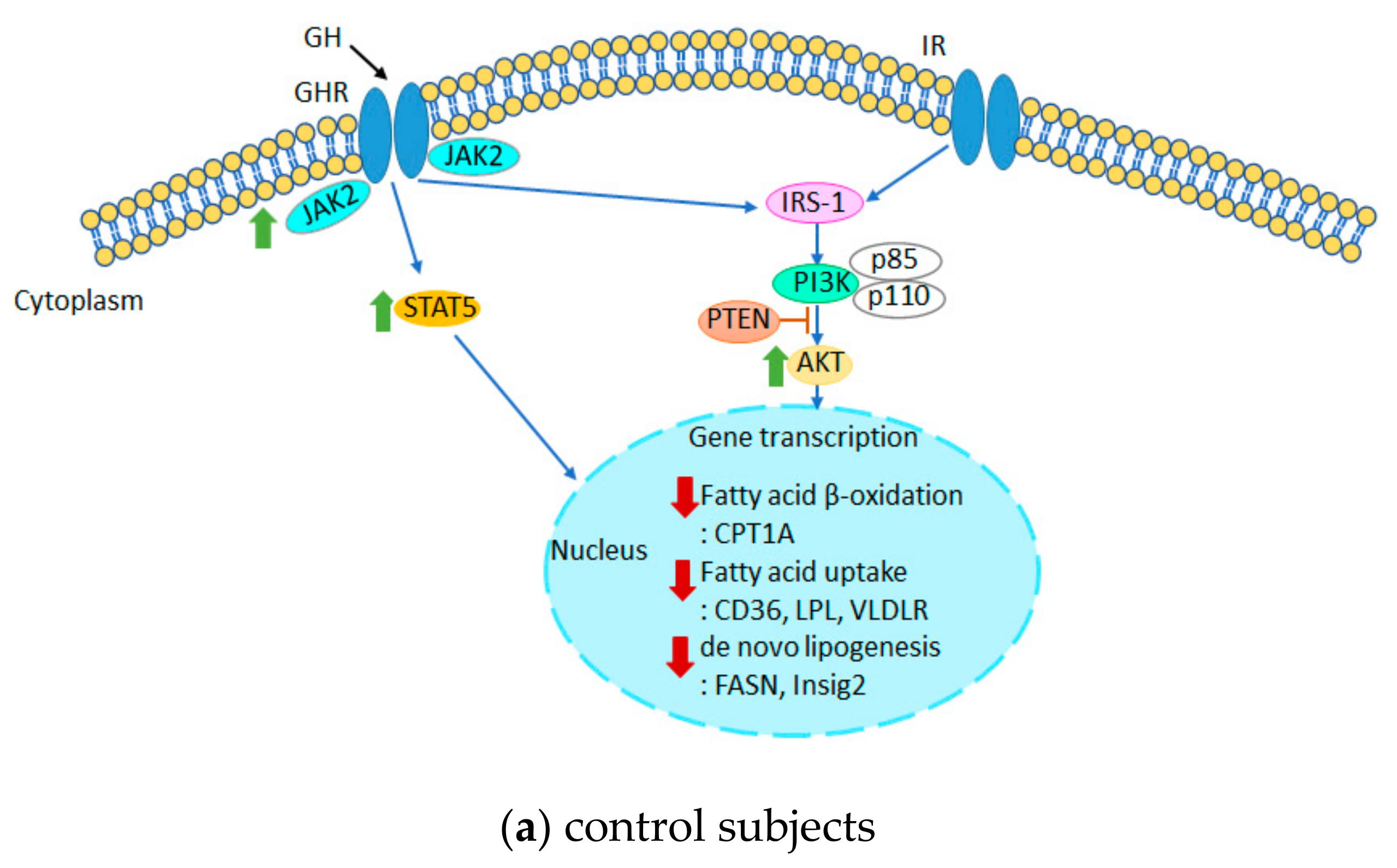 Short-Term Growth Hormone Administration Mediates Hepatic Fatty Acid ...