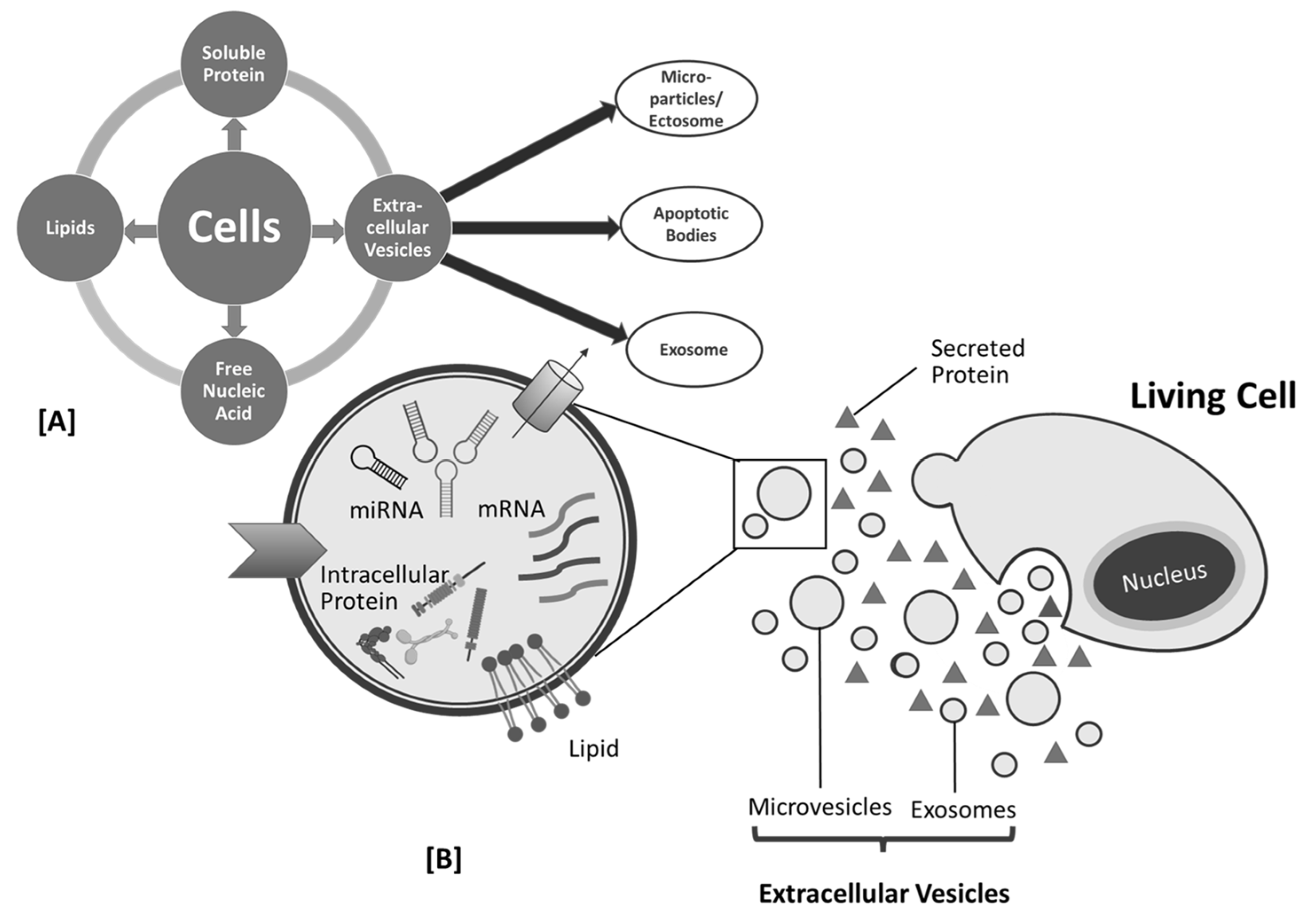 Biomedicines Free Full Text Plant Derived Exosome Like