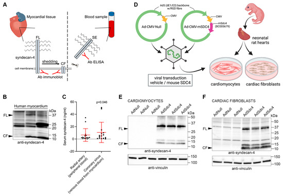 Inflammation and Syndecan-4 Shedding from Cardiac Cells in Ischemic and ...