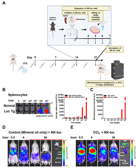 Activated Natural Killer Cell Inoculation Alleviates Fibrotic Liver ...