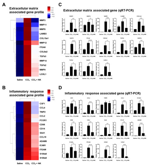 Activated Natural Killer Cell Inoculation Alleviates Fibrotic Liver ...