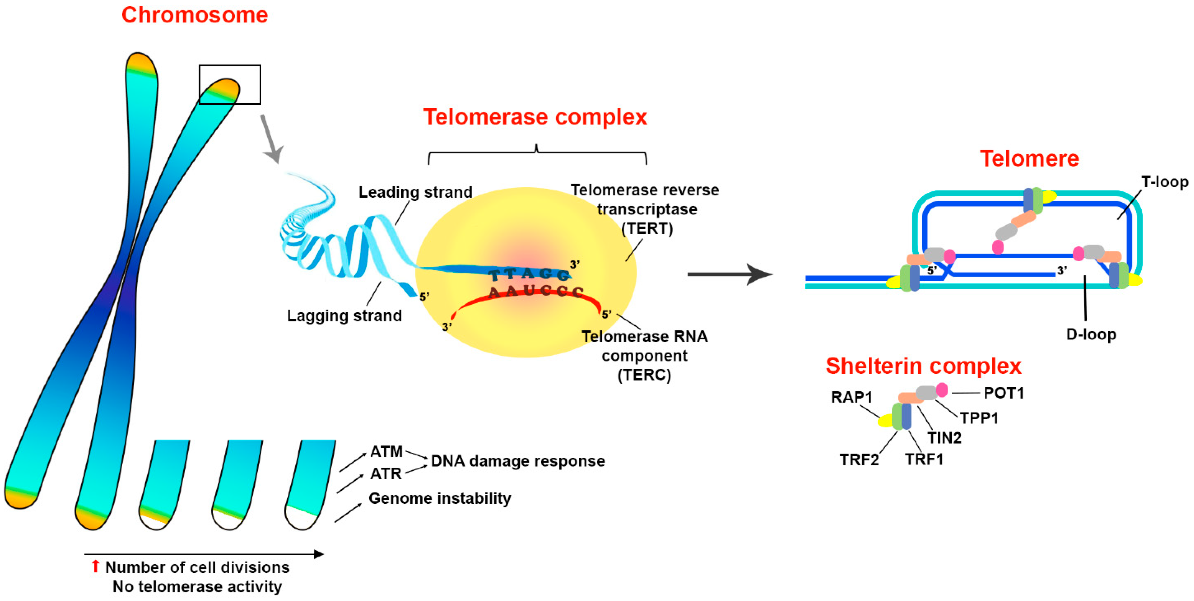 Multiple Actions Of Telomerase Reverse Transcriptase In Cell Death Regulation