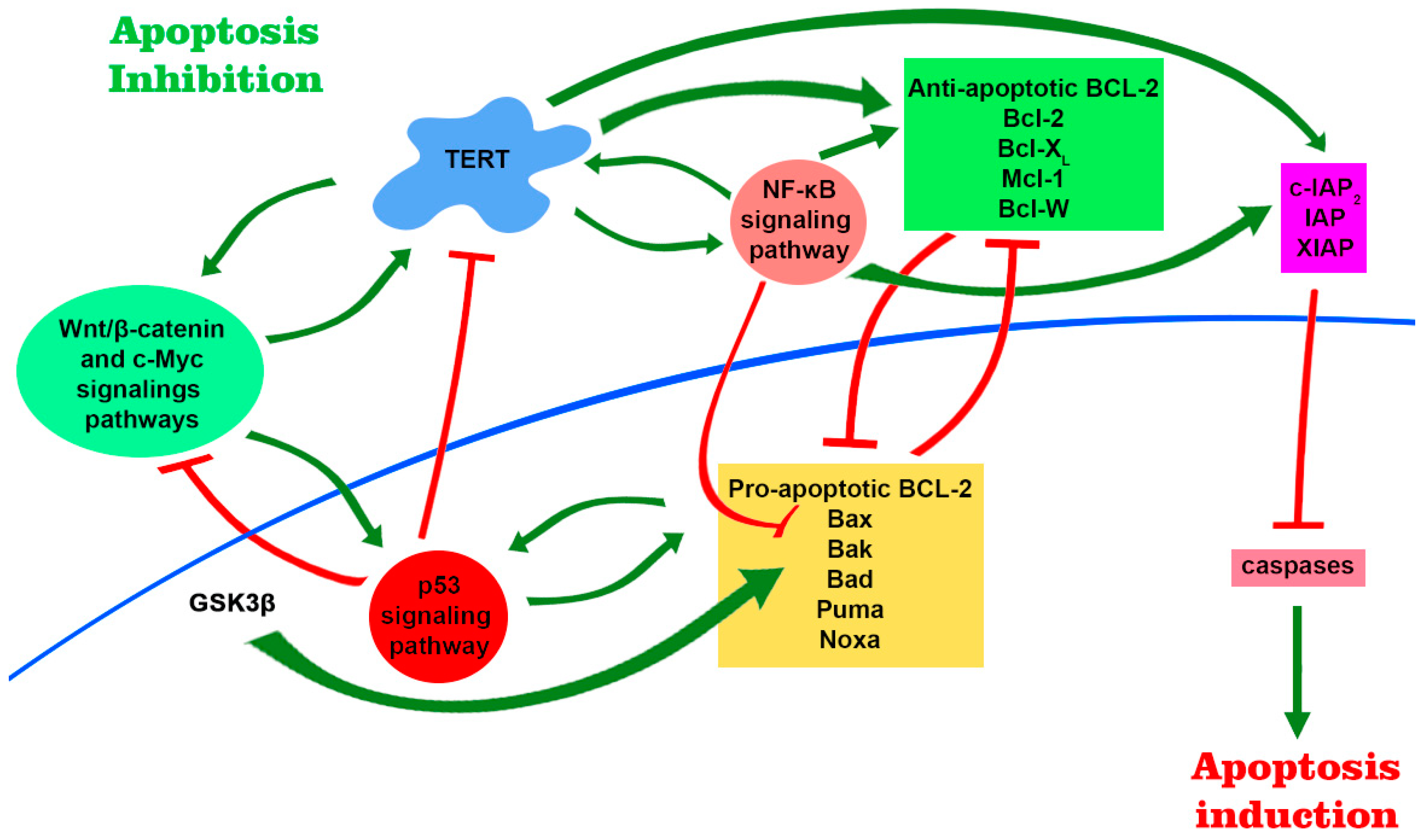 Multiple Actions Of Telomerase Reverse Transcriptase In Cell Death Regulation