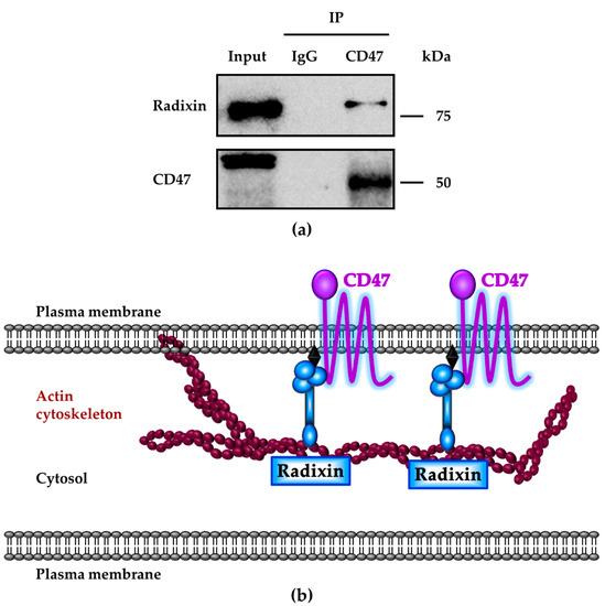 Cellular Membrane Localization of Innate Immune Checkpoint Molecule ...