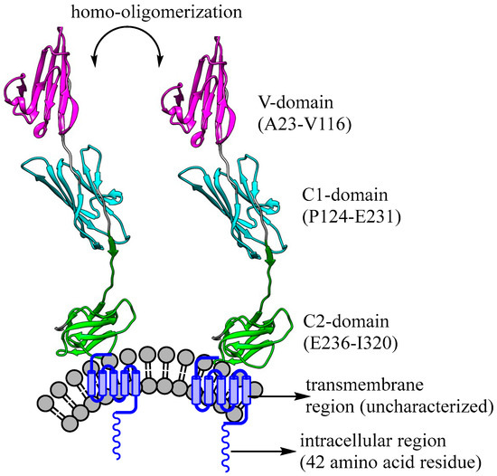 RAGE Inhibitors in Neurodegenerative Diseases
