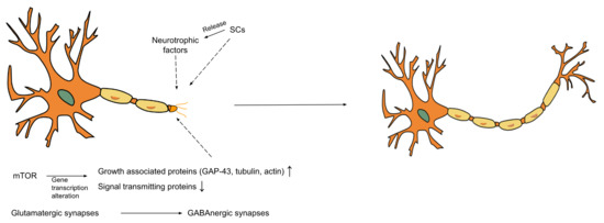 Neuromodulation for Peripheral Nerve Regeneration: Systematic Review of ...