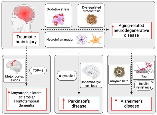 Increased Risk of Aging-Related Neurodegenerative Disease after Traumatic Brain Injury