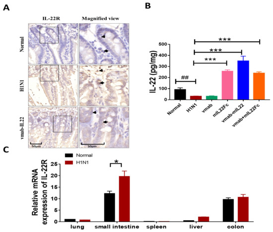 Vunakizumab-IL22, a Novel Fusion Protein, Promotes Intestinal ...