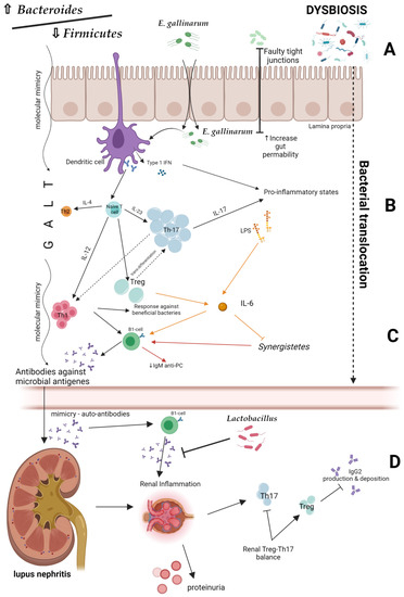 Lupus Nephritis and Dysbiosis