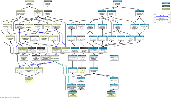 The Y831C Mutation of the POLG Gene in Dementia