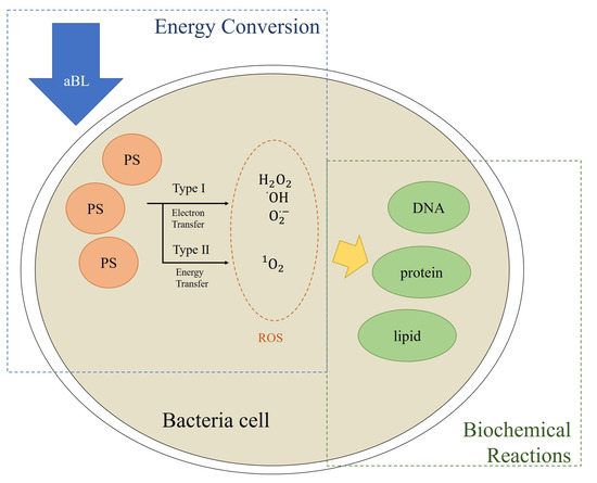 The Parameters Affecting Antimicrobial Efficiency of Antimicrobial Blue ...