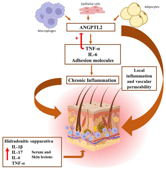 Angiopoietin-like 2 Protein and Hidradenitis Suppurativa: A New ...