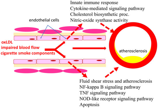 Effects of Atherogenic Factors on Endothelial Cells: Bioinformatics ...