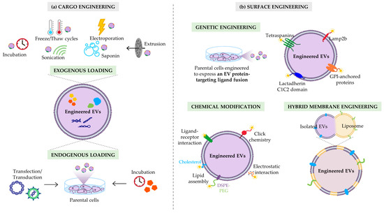 Bioengineered Mesenchymal-Stromal-Cell-Derived Extracellular Vesicles as an Improved Drug ...