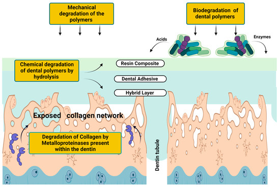 Degradation and Failure Phenomena at the Dentin Bonding Interface