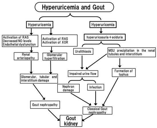 Impact of Hyper- and Hypo-Uricemia on Kidney Function