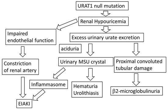 Impact of Hyper- and Hypo-Uricemia on Kidney Function