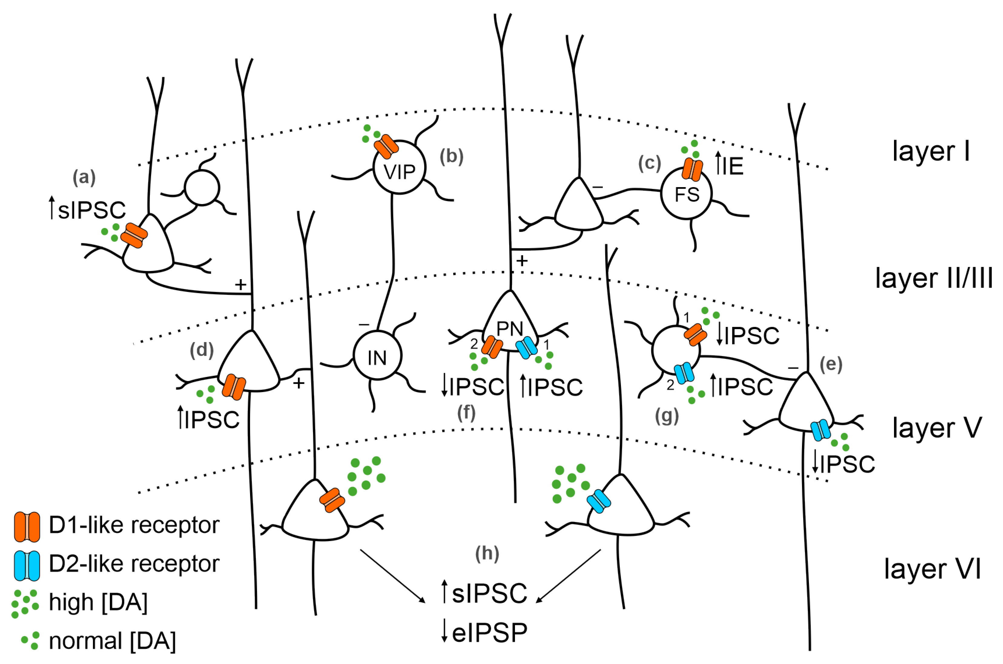 Biomedicines | Free Full-Text | Dopaminergic Modulation of Prefrontal Cortex Inhibition