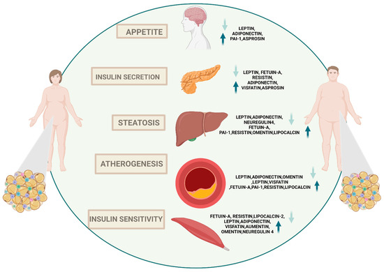 Biomedicines | Free Full-Text | The Role of Adipokines in Health and Disease