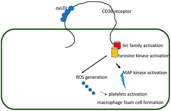 Prognostic Value of the Selected Polymorphisms in the CD36 Gene in the Domain-Encoding Lipid ...