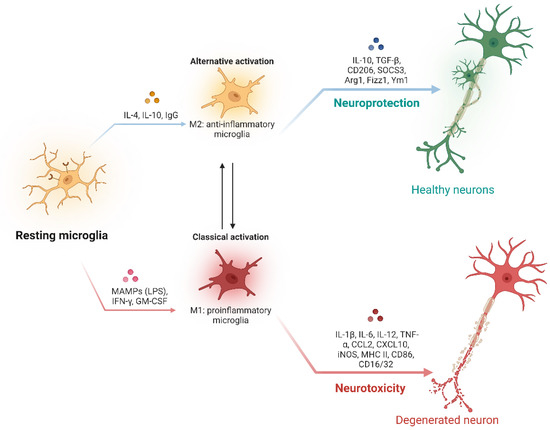 Biomedicines | Free Full-Text | Pathophysiological Role of Microglial Activation Induced by ...