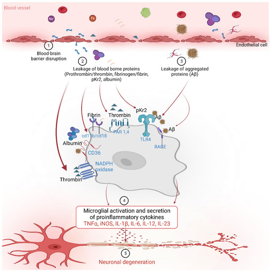 Pathophysiological Role of Microglial Activation Induced by Blood-Borne ...