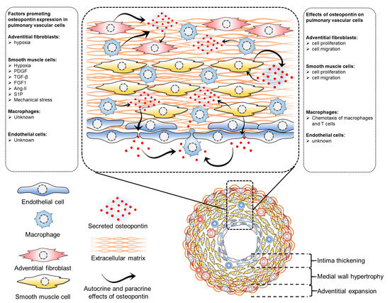 Osteopontin in Pulmonary Hypertension