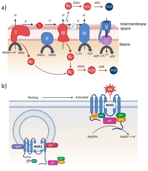 The Influence of Gut Microbiota on Oxidative Stress and the Immune System