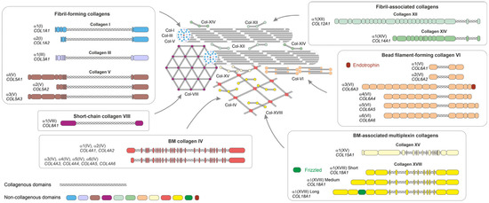 Collagens Regulating Adipose Tissue Formation and Functions