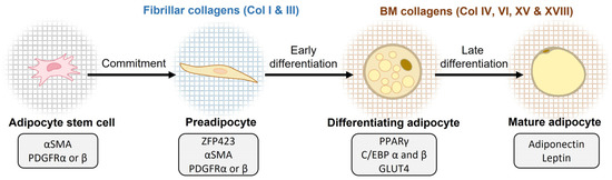 Collagens Regulating Adipose Tissue Formation and Functions
