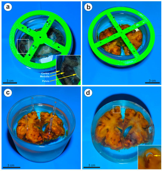 Biomedicines | Free Full-Text | Simple Universal Whole-Organ Resin ...