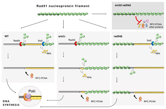 The Inability to Disassemble Rad51 Nucleoprotein Filaments Leads to ...
