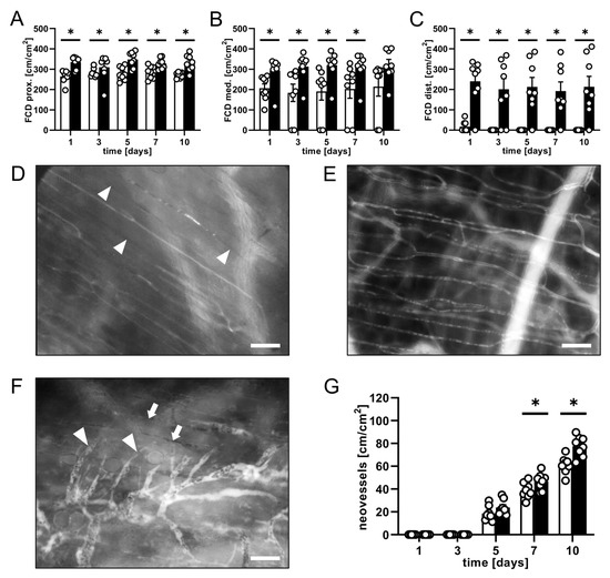 Microvascular Fragments Protect Ischemic Musculocutaneous Flap Tissue ...