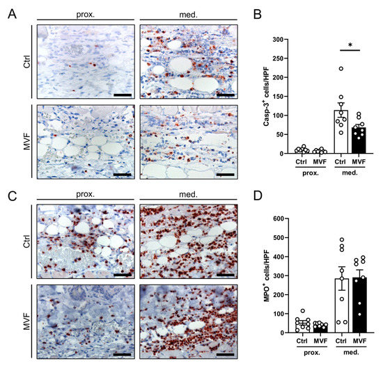 Microvascular Fragments Protect Ischemic Musculocutaneous Flap Tissue ...
