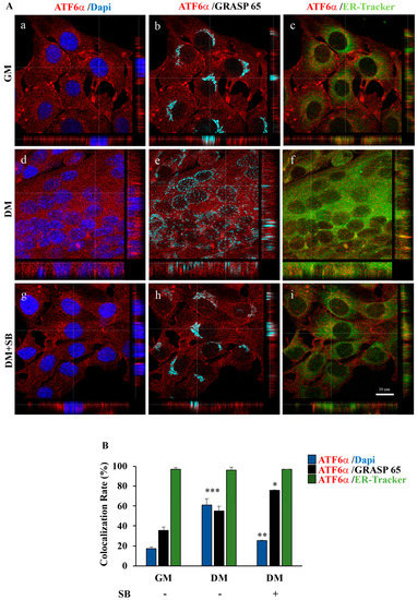 Myogenesis in C2C12 Cells Requires Phosphorylation of ATF6α by p38 MAPK