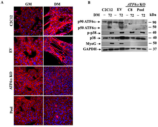Myogenesis in C2C12 Cells Requires Phosphorylation of ATF6α by p38 MAPK