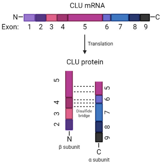Clusterin and Its Isoforms in Oral Squamous Cell Carcinoma and Their ...