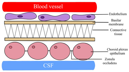 Cerebrospinal Fluid–Basic Concepts Review