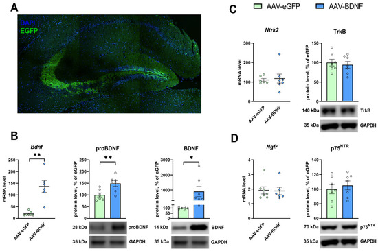 Biomedicines | Free Full-Text | Brain-Derived Neurotrophic Factor (BDNF ...