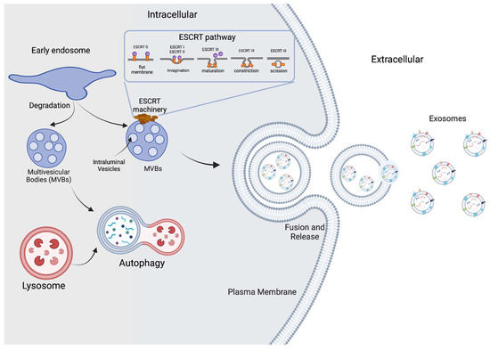 Novel Technologies for Exosome and Exosome-like Nanovesicle Procurement ...