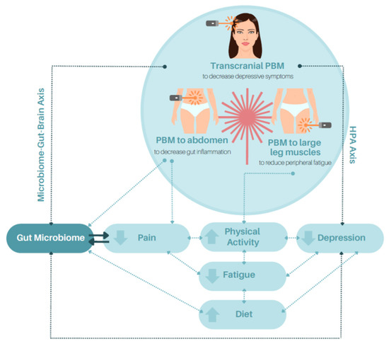 A Holistic Perspective on How Photobiomodulation May Influence Fatigue ...