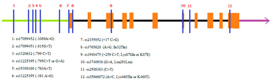 Biomedicines | Free Full-Text | Matrix Metalloproteinases in Oral ...